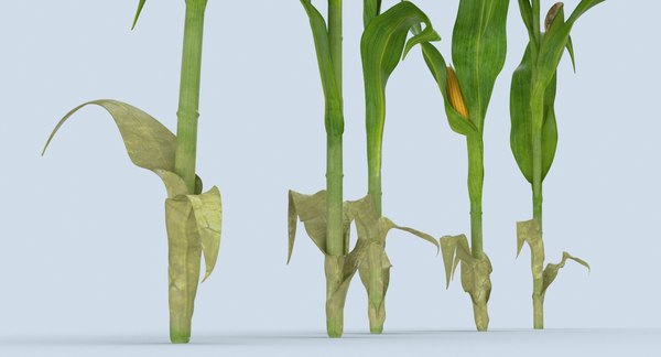 3D corn-stalks-and-patch---row model - TurboSquid 1344456