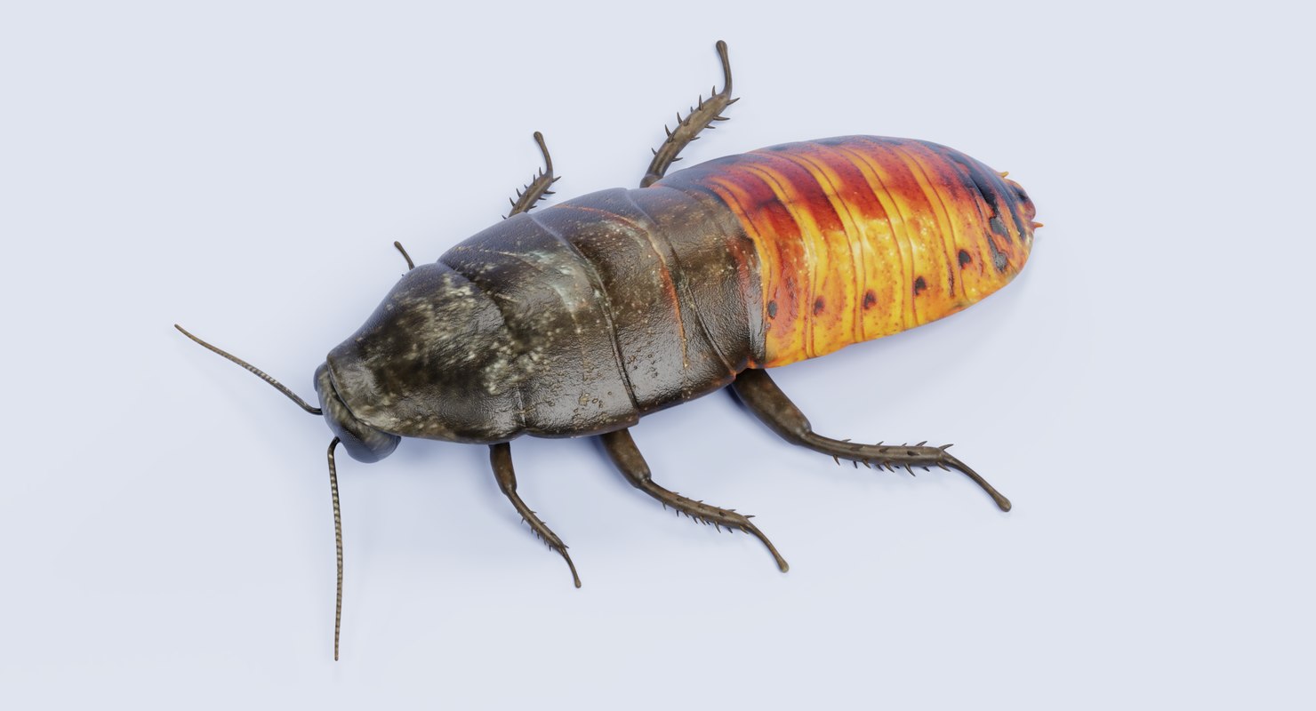 3D hisser hissing cockroach - TurboSquid 1344589