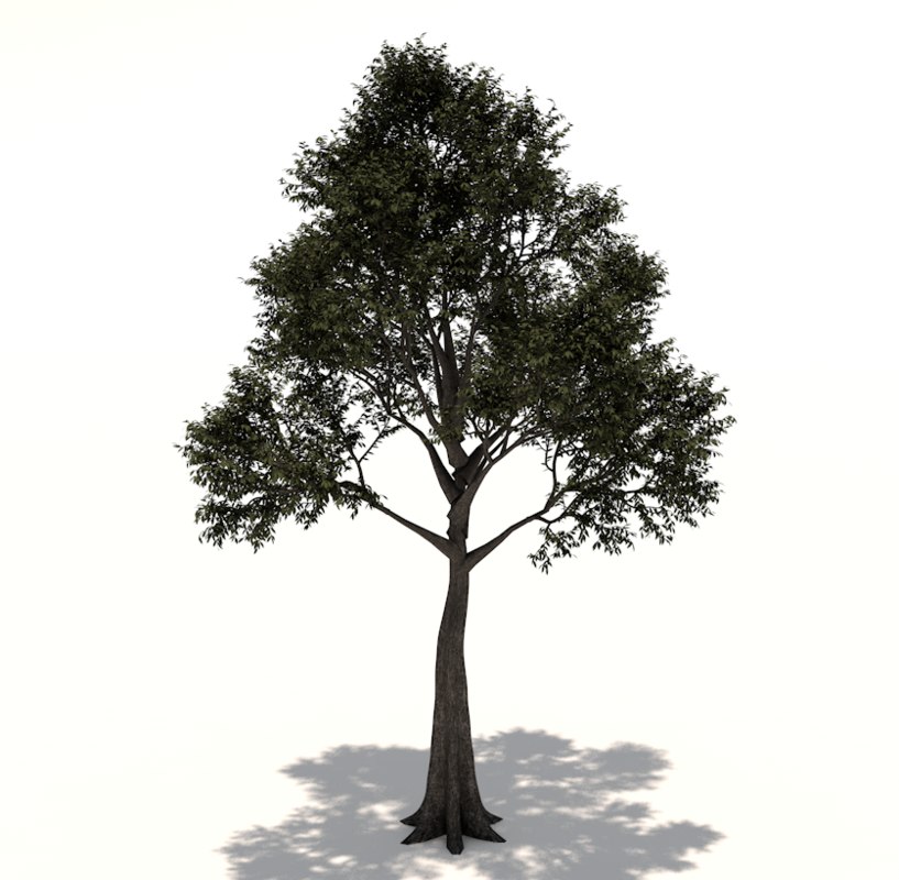 Ceiba tree model - TurboSquid 1344740