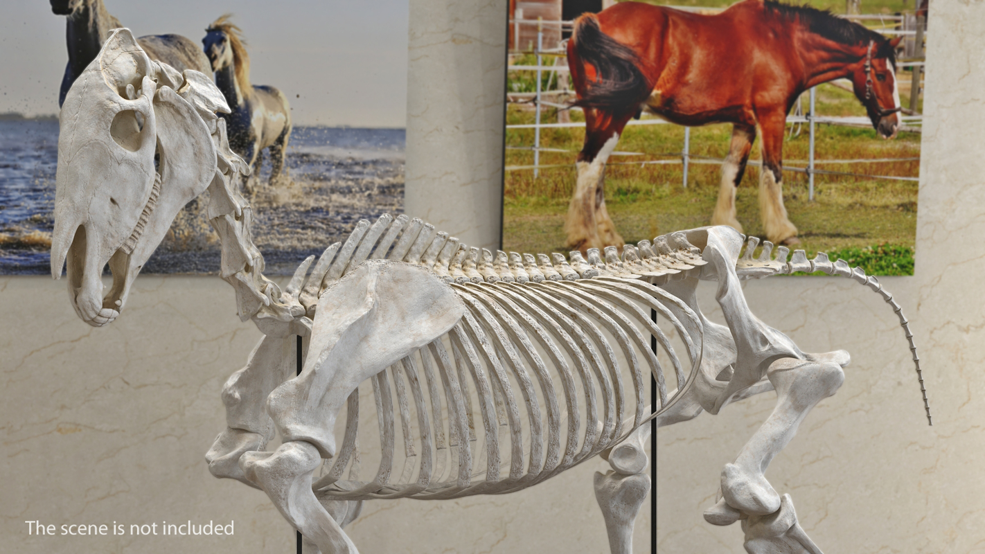Horse skeleton running pose 3D - TurboSquid 1345091