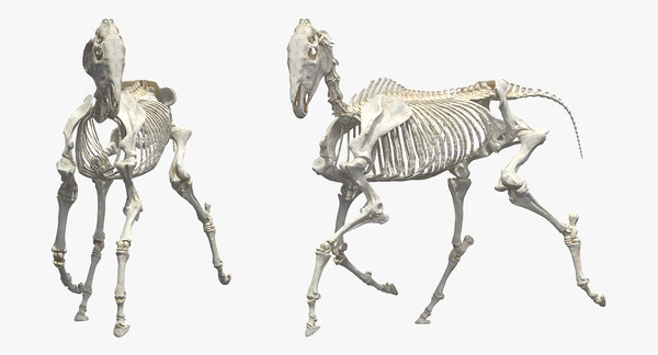 Horse skeleton running pose 3D - TurboSquid 1345091