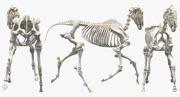 Horse skeleton running pose 3D - TurboSquid 1345091