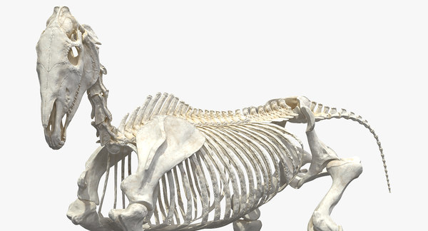 Horse skeleton running pose 3D - TurboSquid 1345091