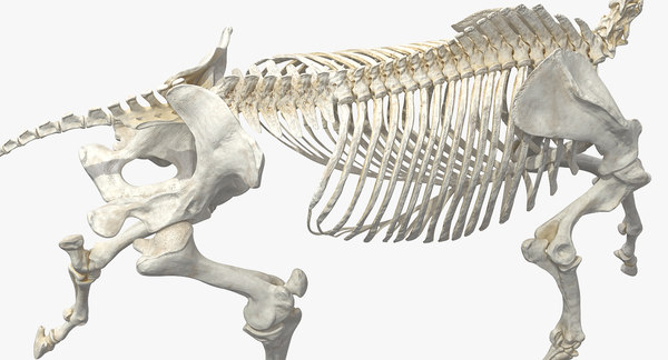 Horse skeleton running pose 3D - TurboSquid 1345091