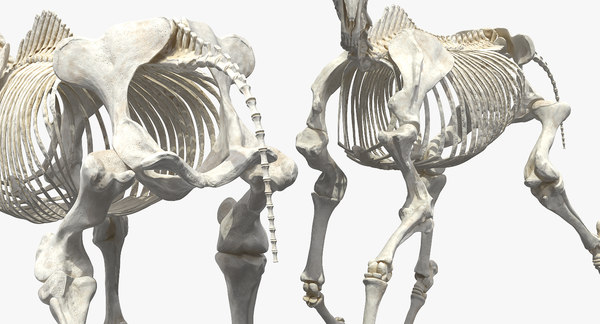 Horse skeleton running pose 3D - TurboSquid 1345091