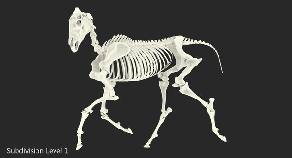 Horse skeleton running pose 3D - TurboSquid 1345091