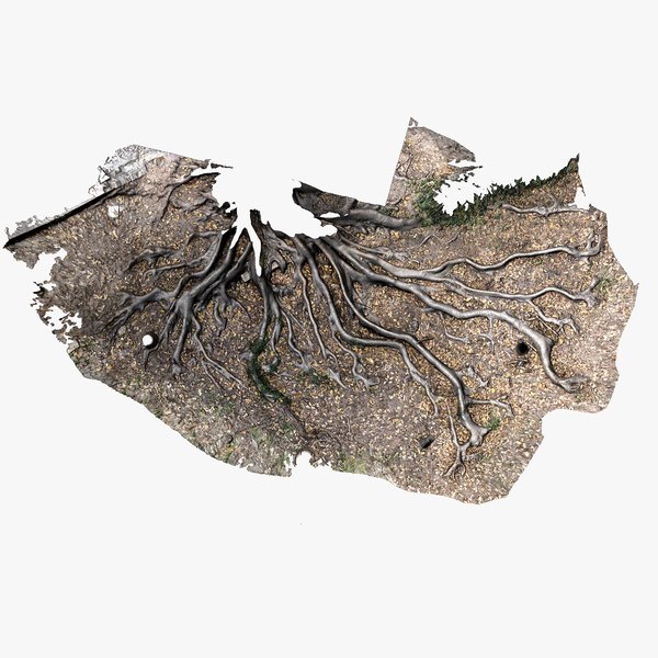 3D Roots Models | TurboSquid