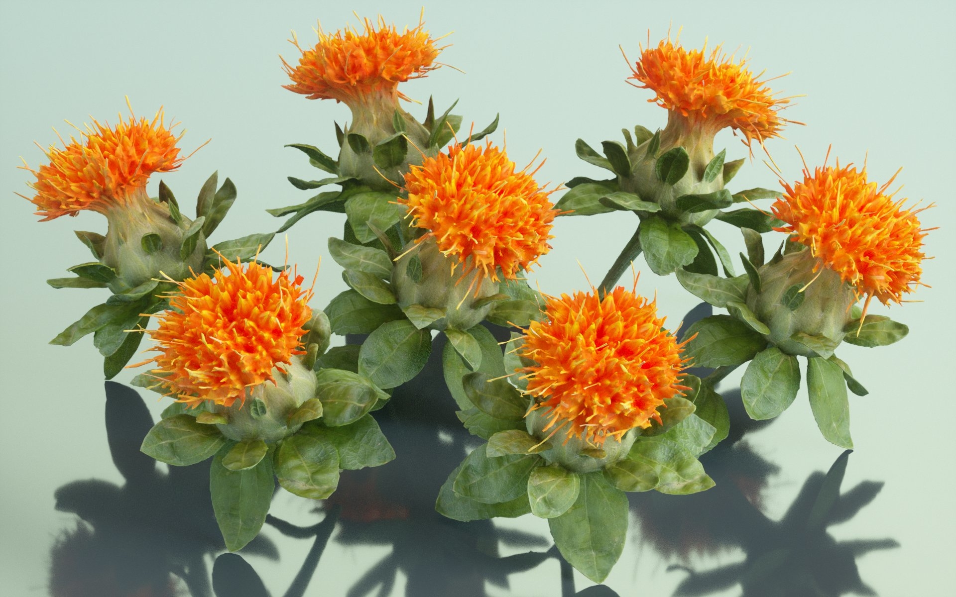 Flower safflower carthamus 3D model - TurboSquid 1345149
