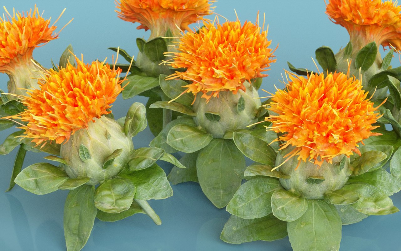 Flower safflower carthamus 3D model - TurboSquid 1345149