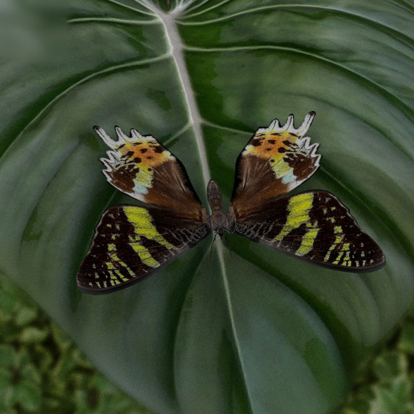 3D madagascan sunset moth - TurboSquid 1346220