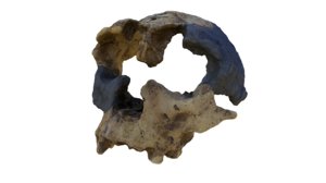 3D human skulls homo erectus - TurboSquid 1329782