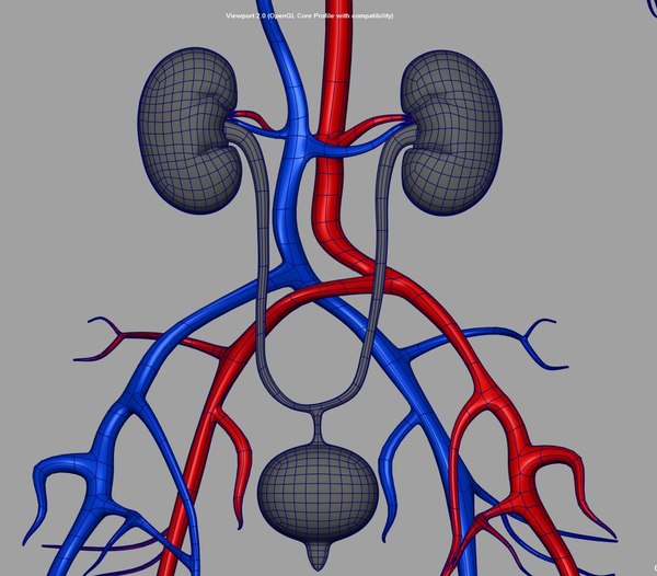 3D human kidney vascular model - TurboSquid 1346654