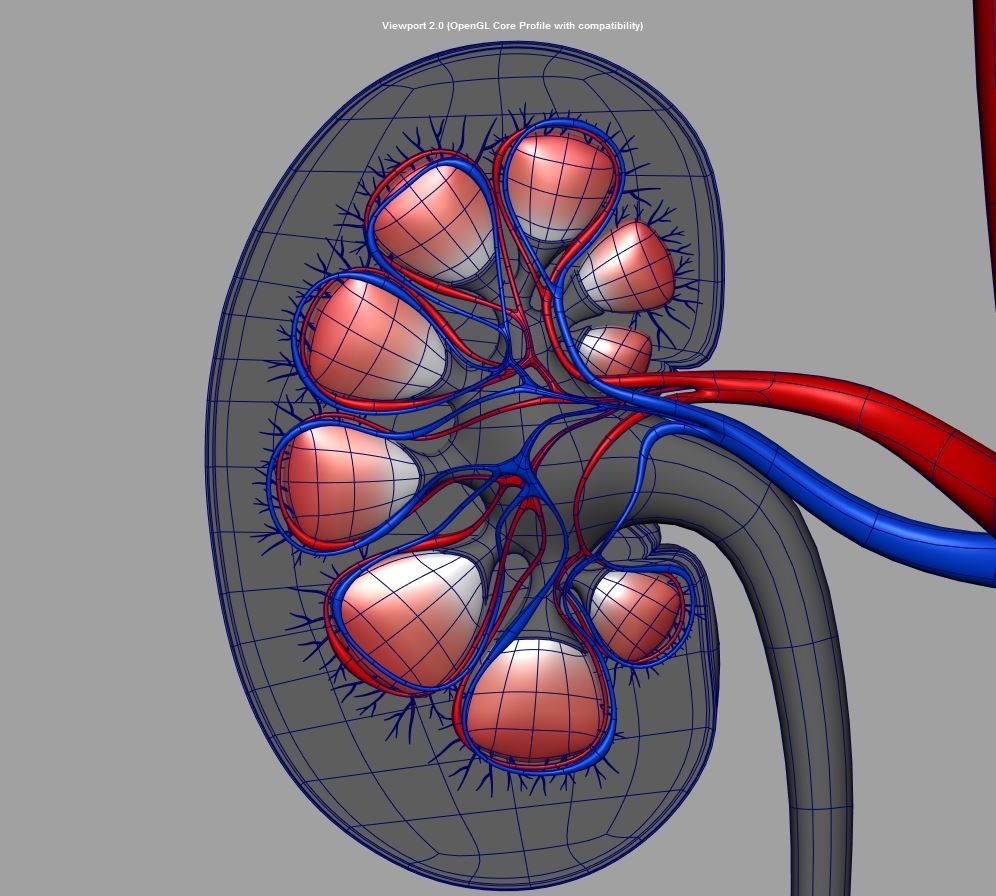 3D human kidney vascular model - TurboSquid 1346654