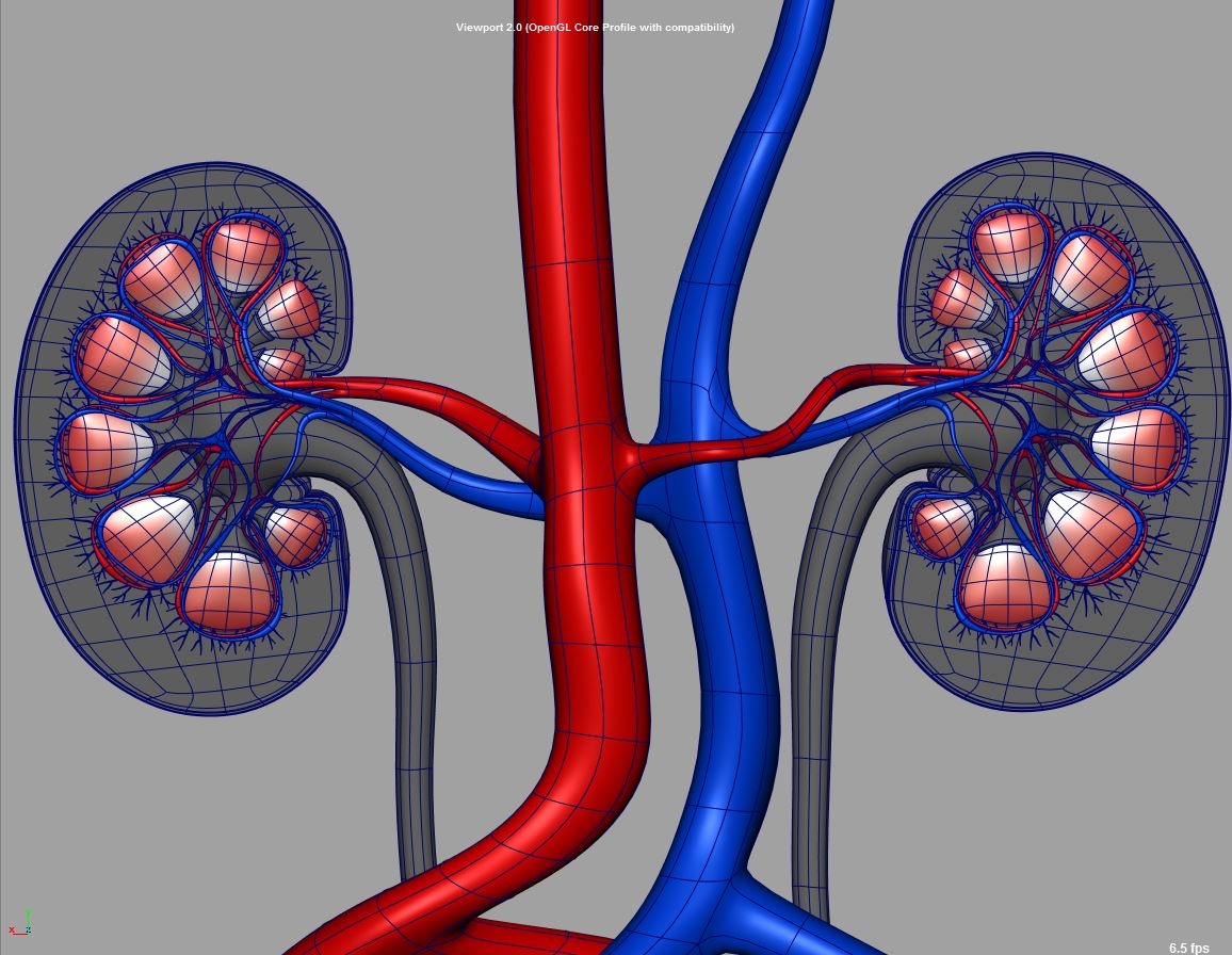 3D human kidney vascular model - TurboSquid 1346654