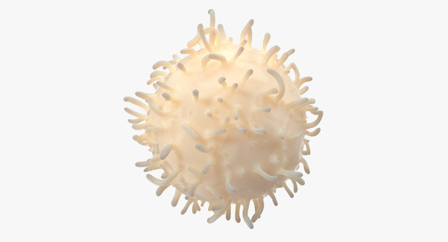 White blood cell 3D model - TurboSquid 1346854