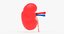 Kidney anatomy 3D - TurboSquid 1348650