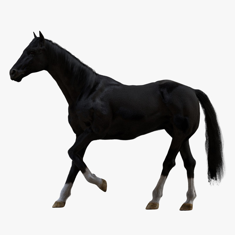 modèle 3D de Cheval Noir (Rigged) - TurboSquid 1347339