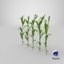 3D corn-stalks-and-patch---row model - TurboSquid 1344456
