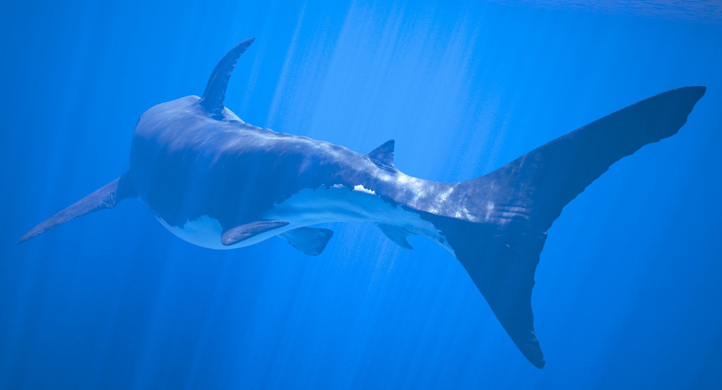 Rigged megalodon shark 3D model - TurboSquid 1348393