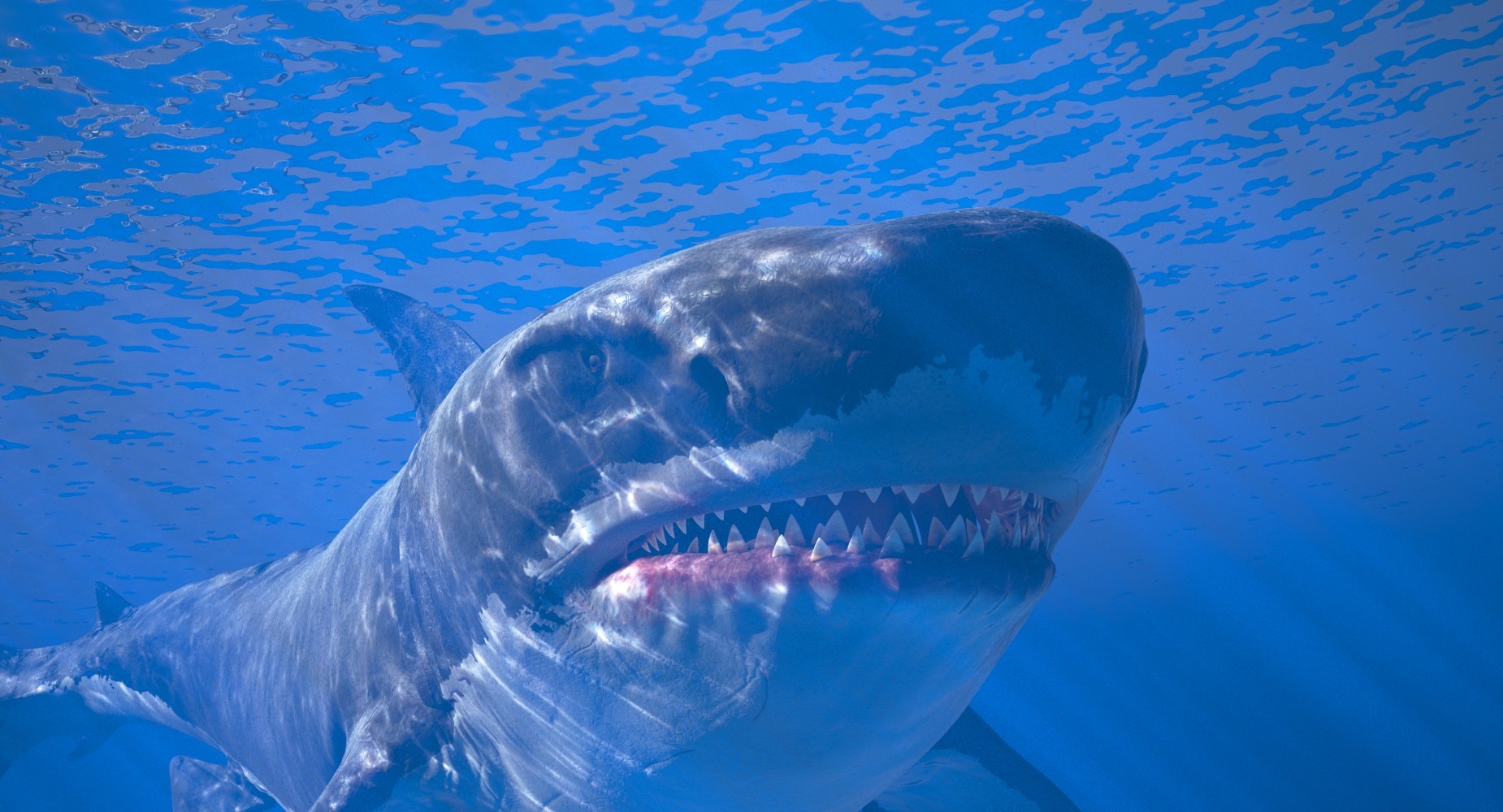 Rigged megalodon shark 3D model - TurboSquid 1348393