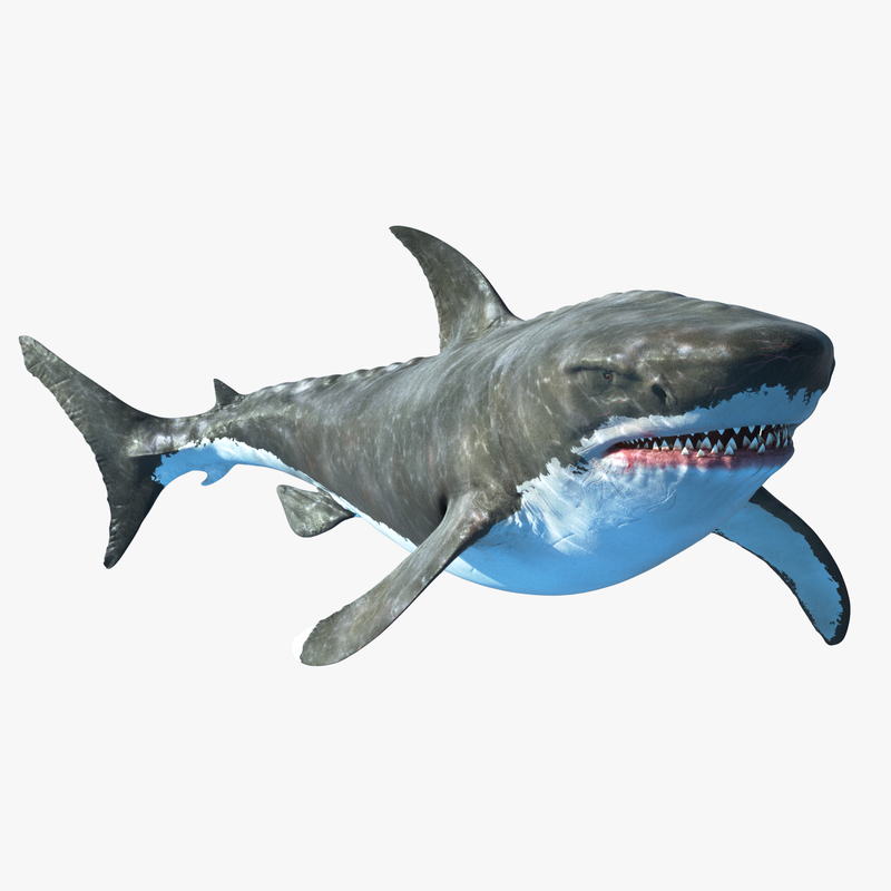 Rigged megalodon shark 3D model - TurboSquid 1348393