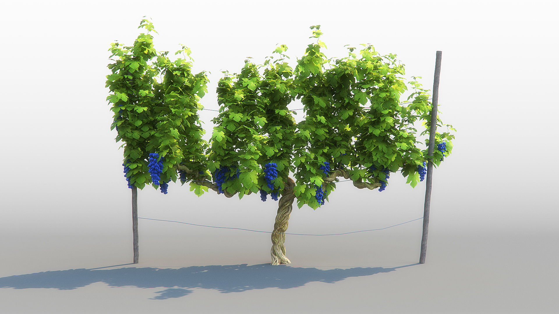 3D model vineyard vine - TurboSquid 1348310