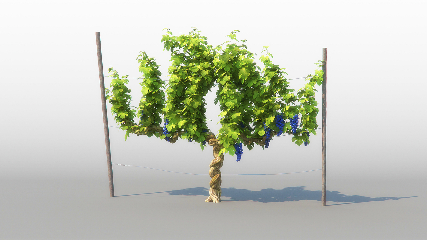 3D model vineyard vine - TurboSquid 1348310
