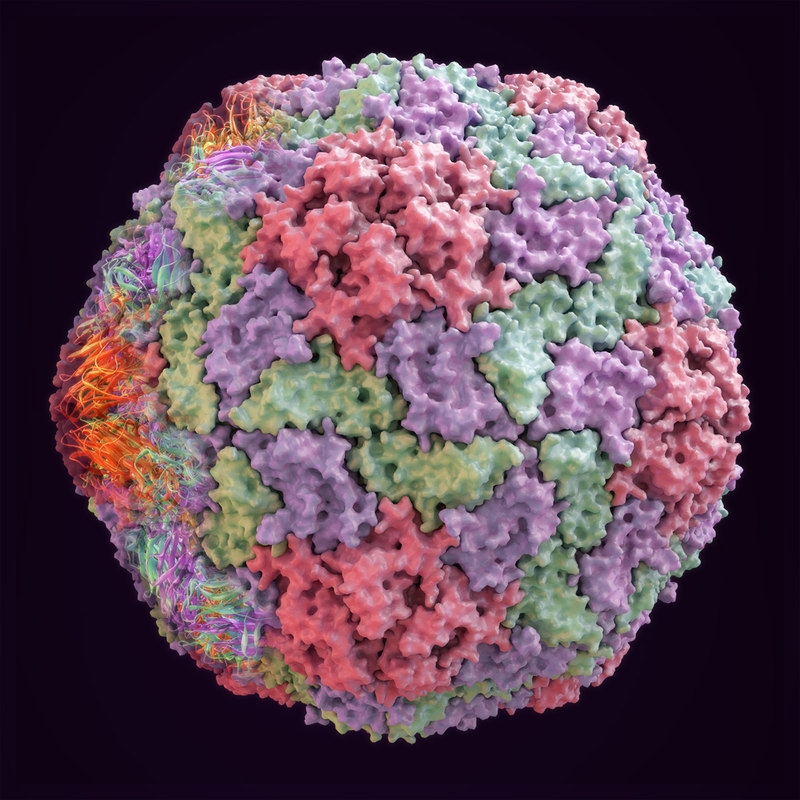 Hepatitis-A-Virus-Kapsid (wissenschaftlich genaue 3D-Struktur) 3D ...