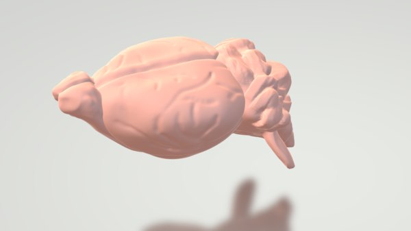 3D mouse brain model - TurboSquid 1348769