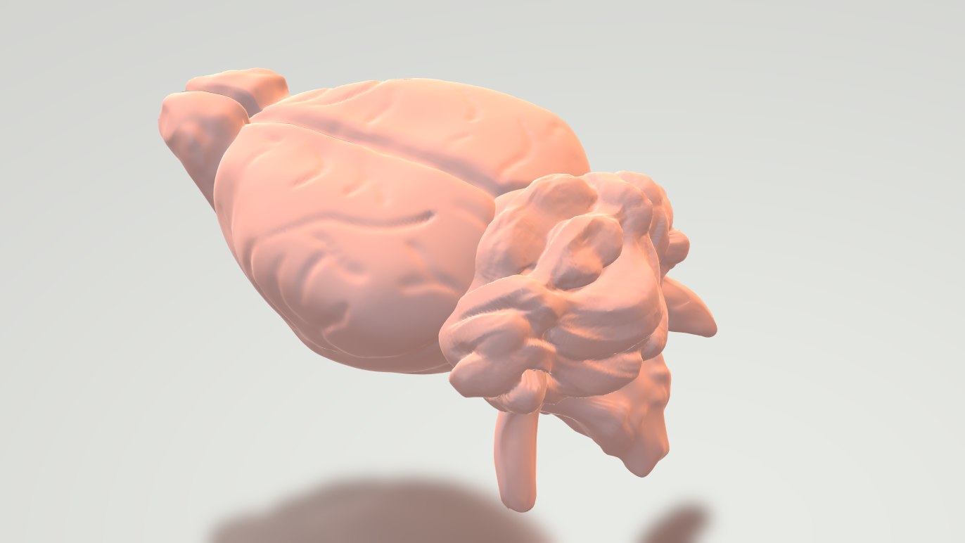 3D mouse brain model - TurboSquid 1348769