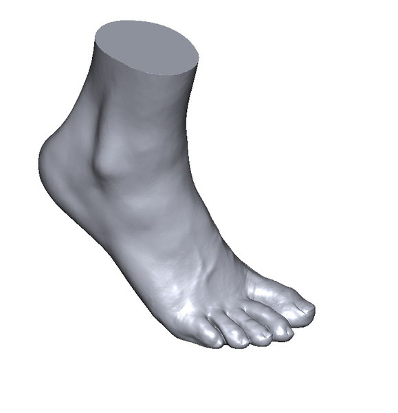Foot 3D Models for Download | TurboSquid