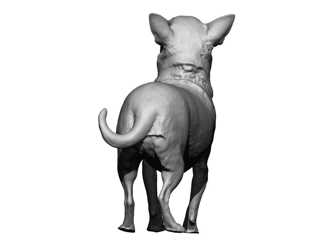 3D dog scanned model - TurboSquid 1349239