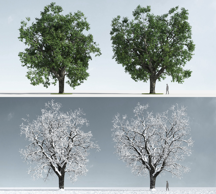 Trees model - TurboSquid 1349216
