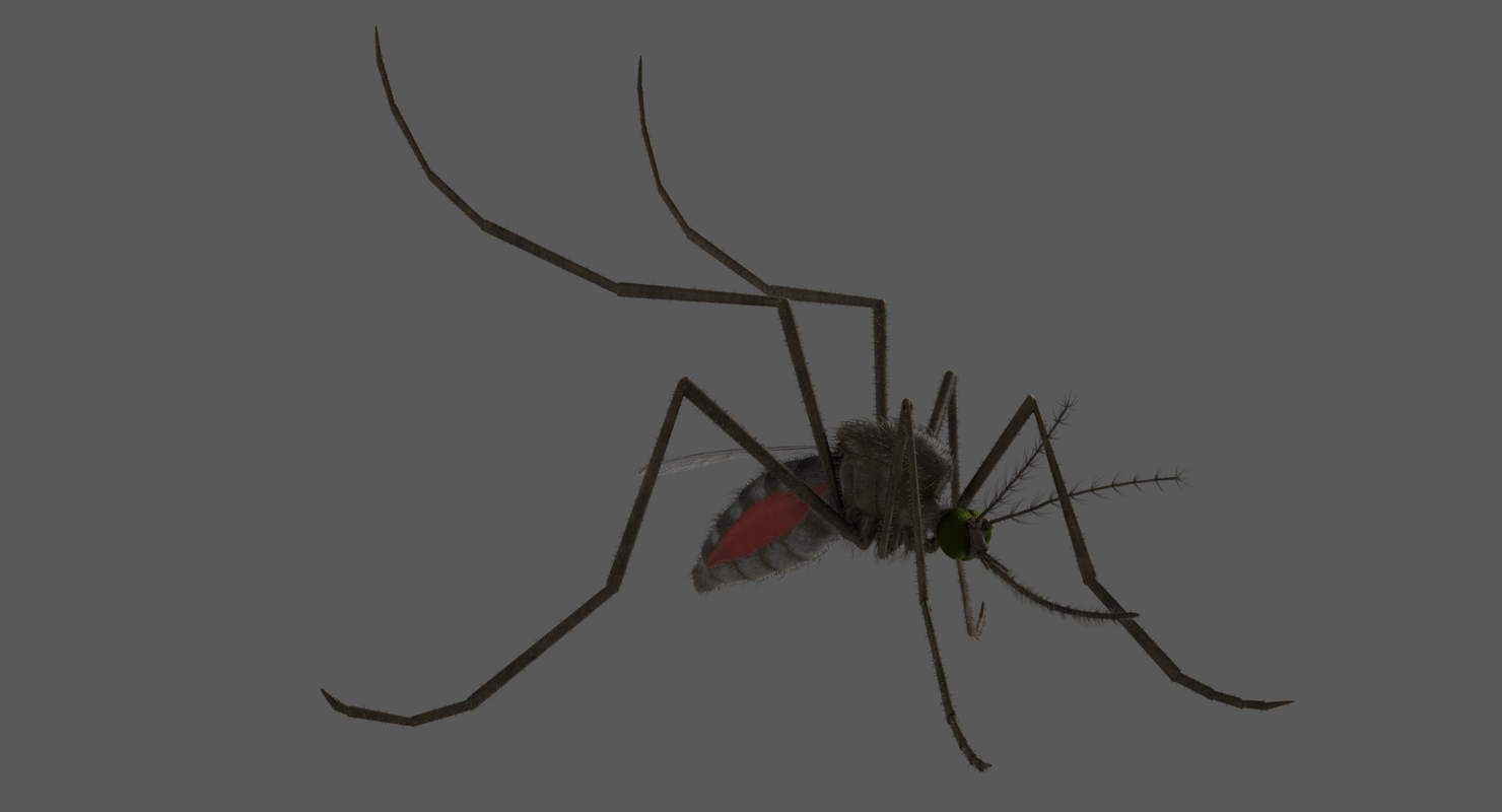3D model common house mosquito animation - TurboSquid 1353866