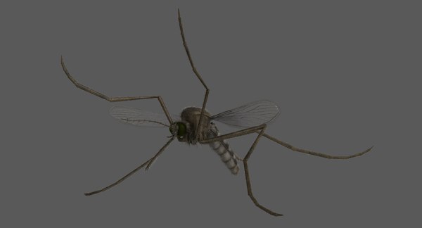 3D model common house mosquito animation - TurboSquid 1353866