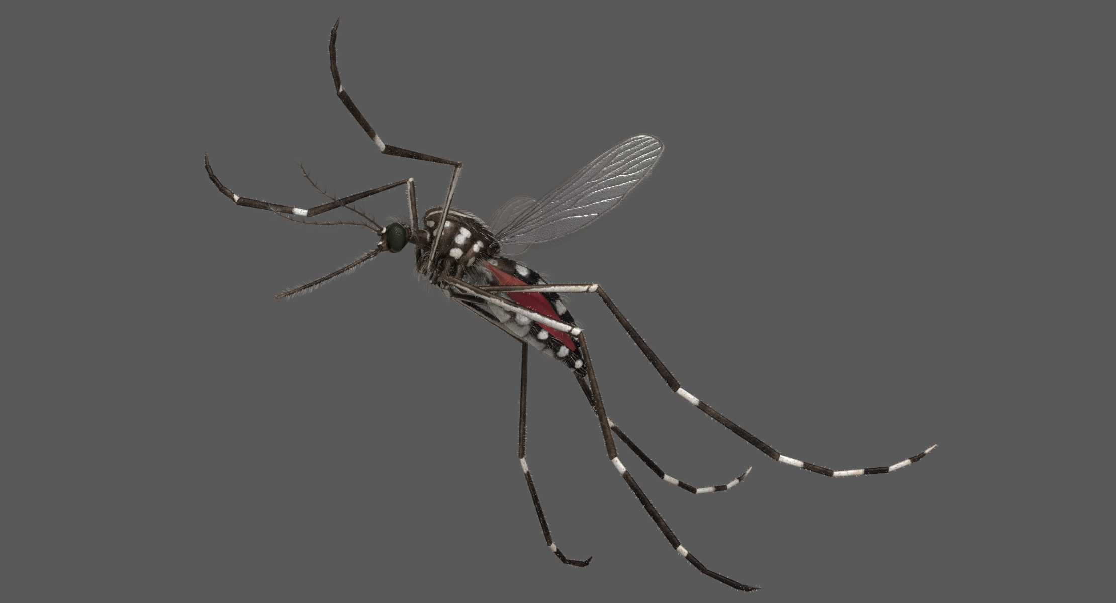 3D mosquito yellow fever animation - TurboSquid 1353727