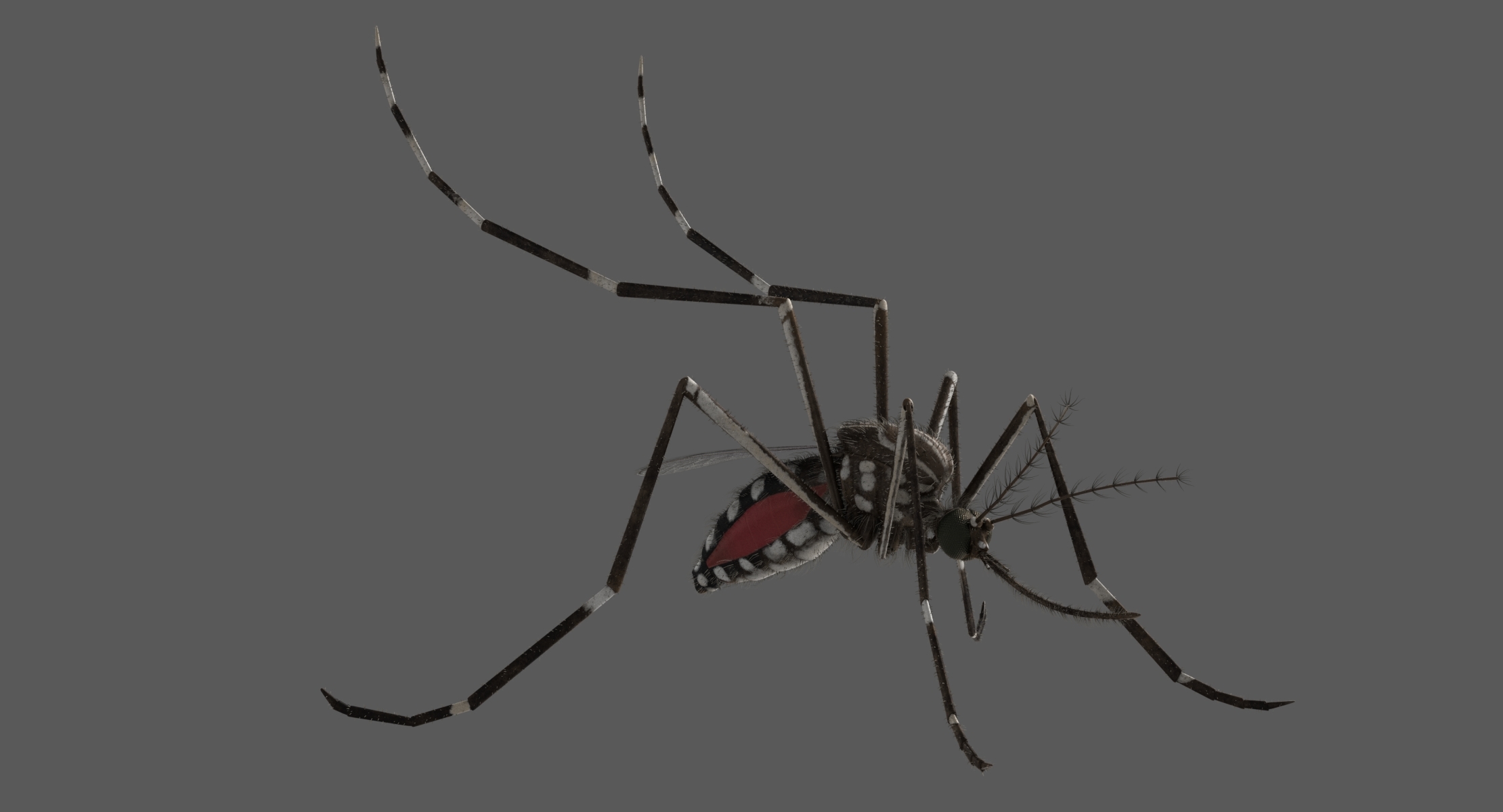 3D mosquito yellow fever animation - TurboSquid 1353727