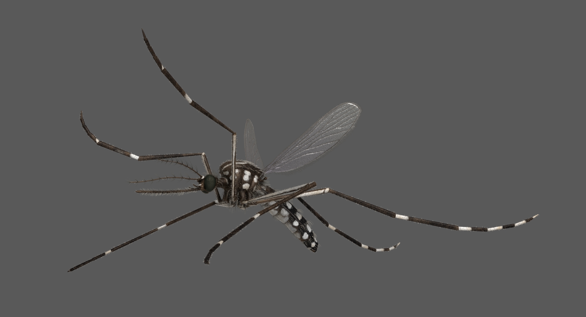 3D mosquito yellow fever animation - TurboSquid 1353727
