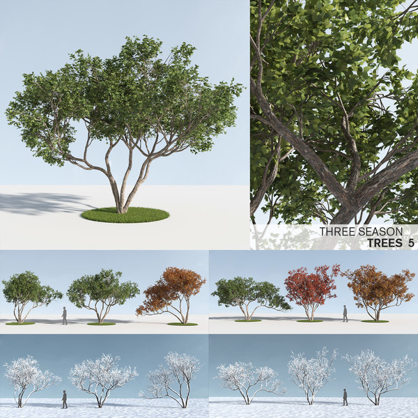 forest 3d model