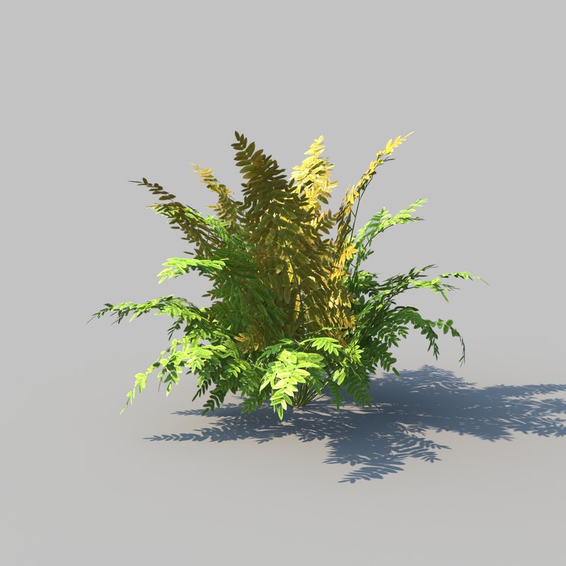 Autumn ferns animation 3D model - TurboSquid 1349412