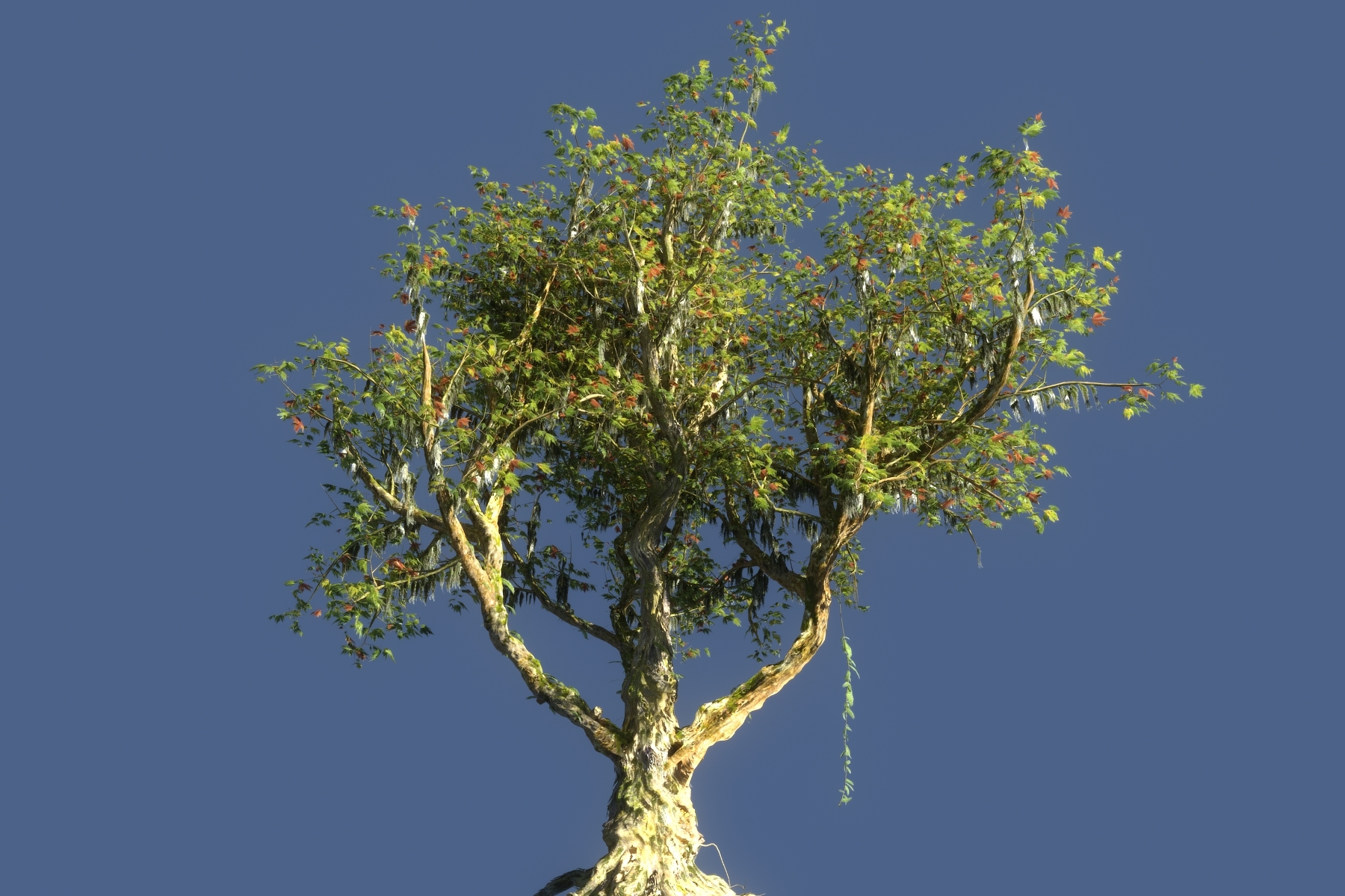 3D tree scanned - TurboSquid 1349736