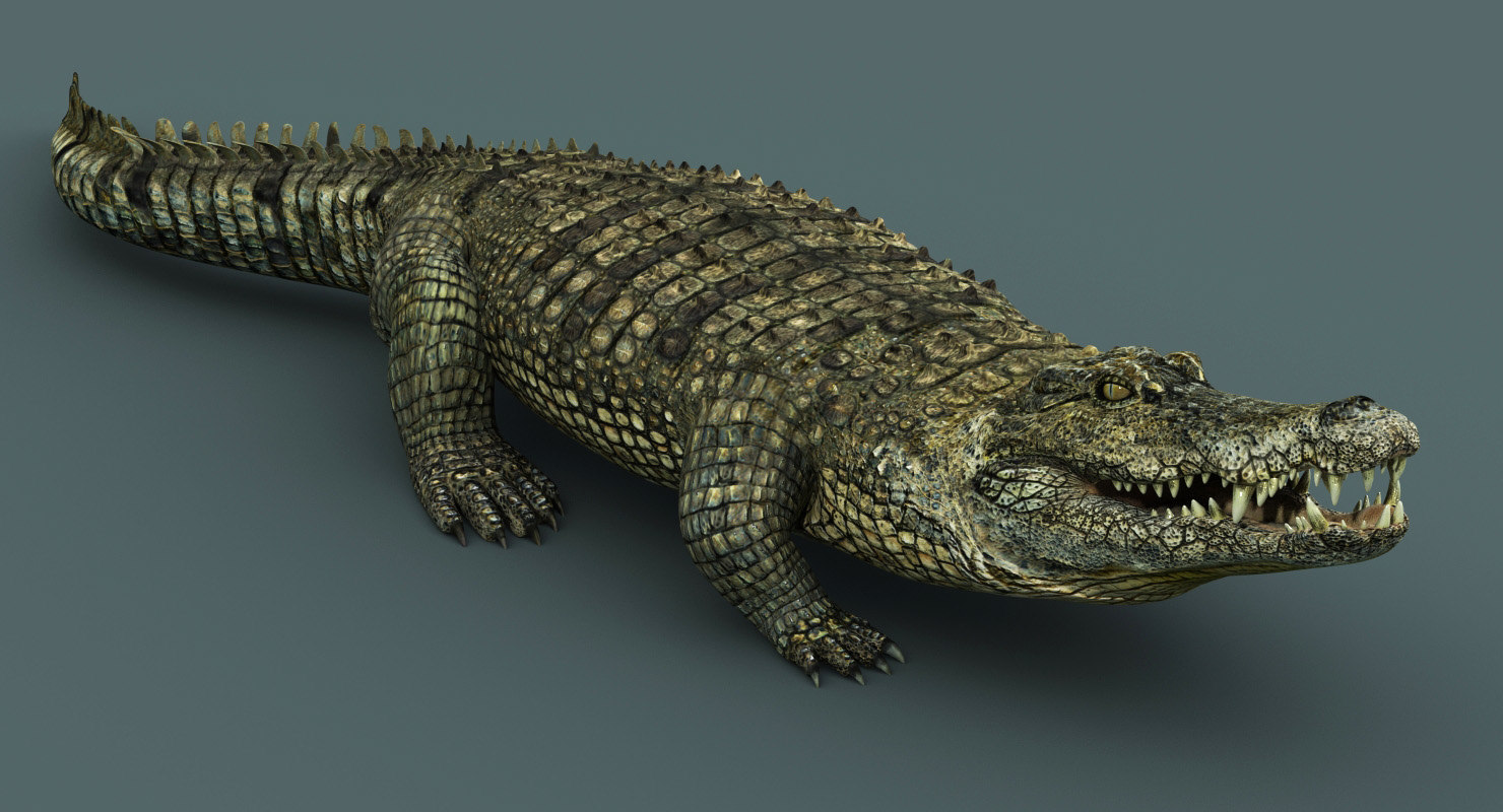 maya realistic crocodile rigged