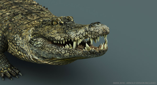 realistic crocodile animation 3d model