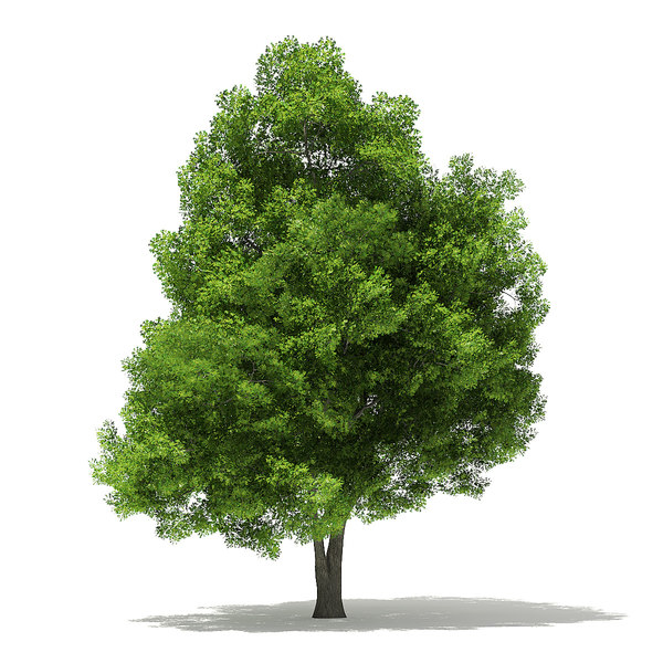 3d elderberry tree sambucus nigra