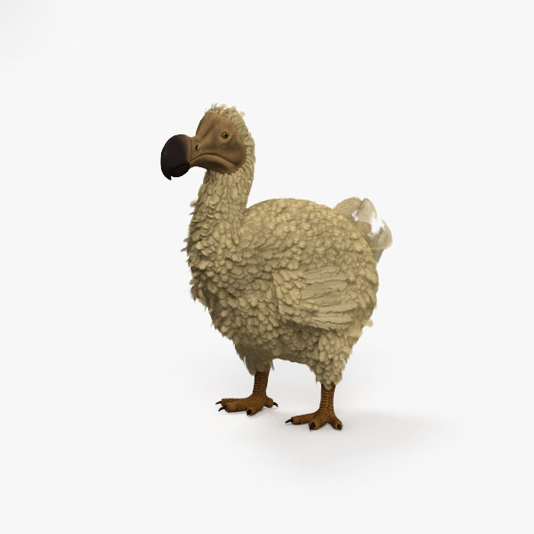 Dodo bird animal model - TurboSquid 1350062