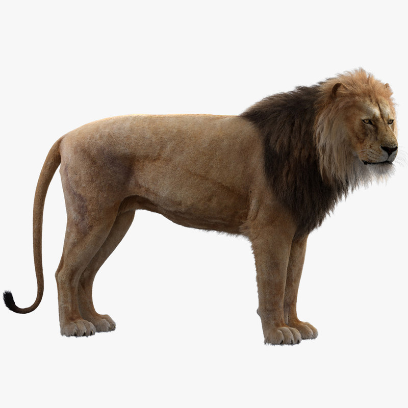 3D model realistic rigged lion animation - TurboSquid 1350113