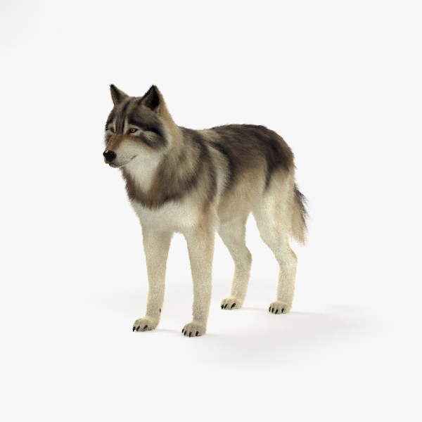 Free 3D Wolf Models | TurboSquid