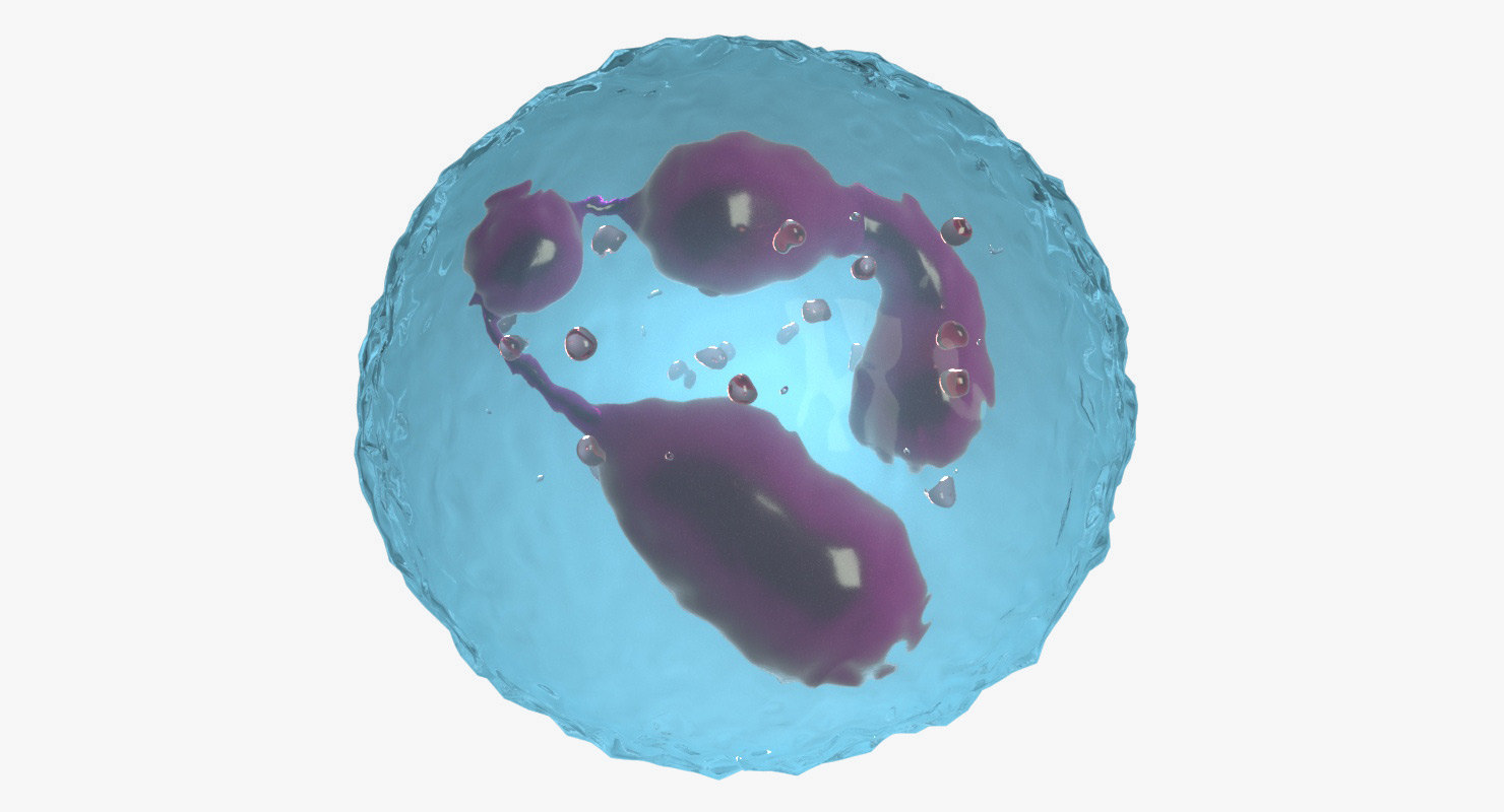 Neutrophil nucleus 3D - TurboSquid 1351011