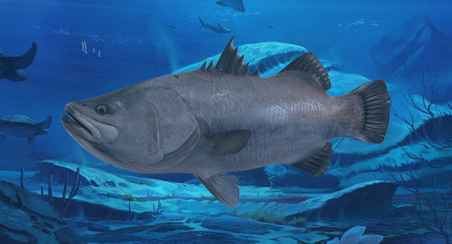 Barramundi lates calcarifer fish 3D model - TurboSquid 1350964