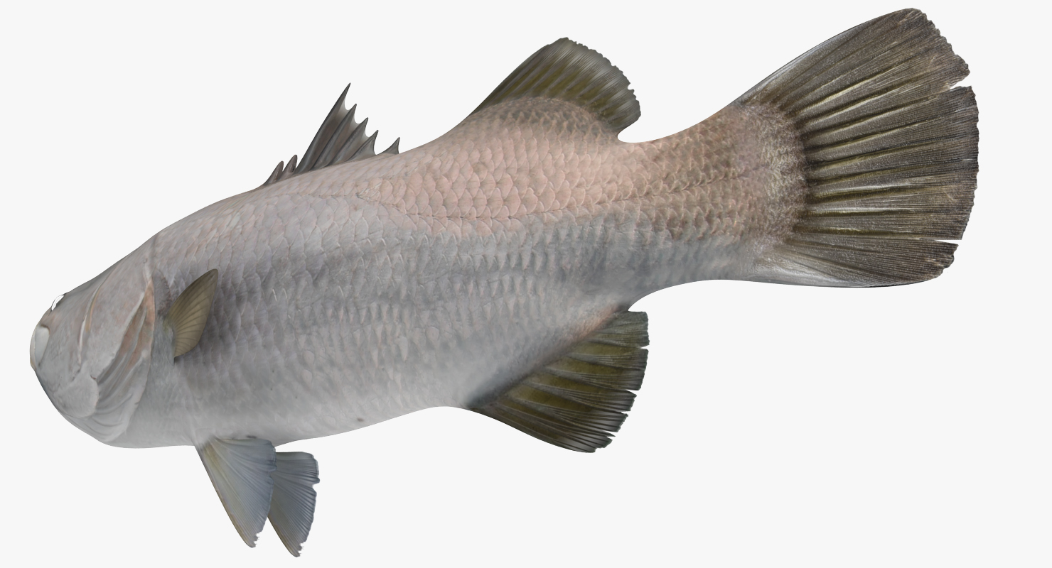 Barramundi lates calcarifer fish 3D model - TurboSquid 1350964